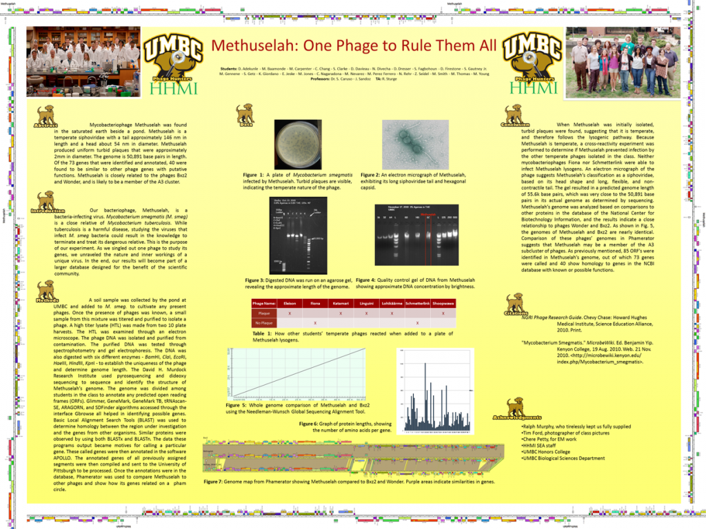 HONR 216 Poster, basis of 2011 SEA-PHAGES Talk – Phage Hunters – UMBC